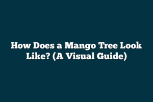 How Does a Mango Tree Look Like? (A Visual Guide) – fruitspursuits.com